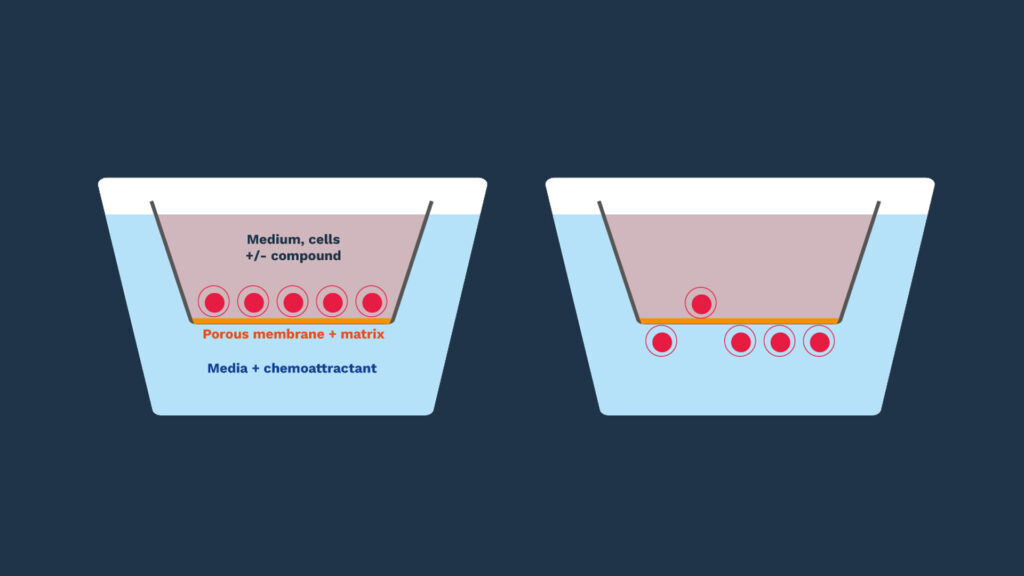 Neutrophil chemotaxis assay for cancer immunotherapy screening ...