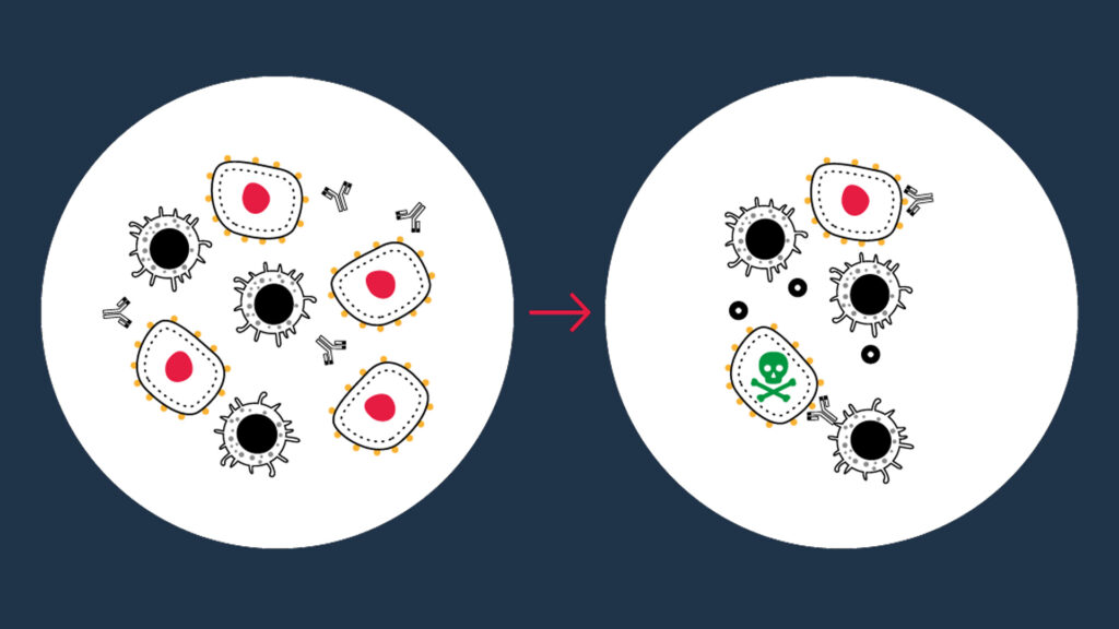 Antibody-dependent cell-mediated cytotoxicity (ADCC) assay for in vitro ...