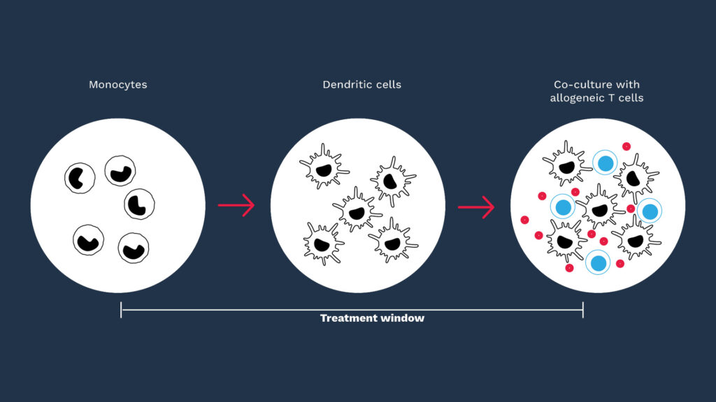 How to fully exploit the mixed leukocyte reaction assay? - Explicyte ...