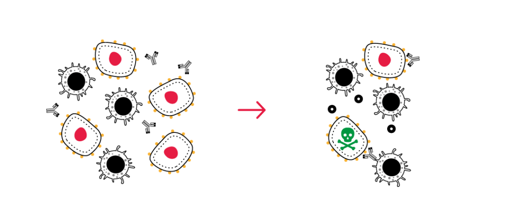 ADCC assay I NK cells I Immuno-Oncology CRO services