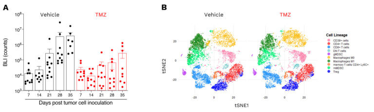 GL261 Syngeneic Mouse Model of Glioblastoma I CRO services