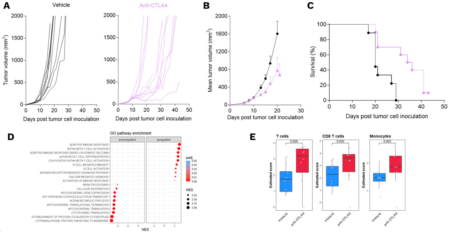CT26 Syngeneic Mouse Model of Colon Cancer I CRO Services
