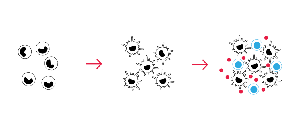 MLR assay to Test Novel Cancer Immunotherapies I CRO Services