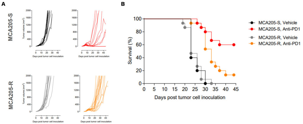 MCA-205 Syngeneic mouse model of Sarcoma I CRO Services