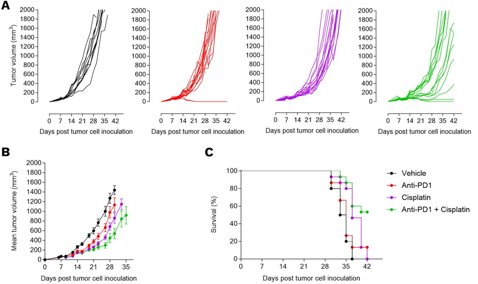 4T1 Syngeneic Breast Tumor Mouse Model I Preclinical CRO