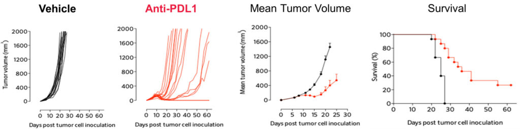 MCA-205 Syngeneic mouse model of Sarcoma I CRO Services