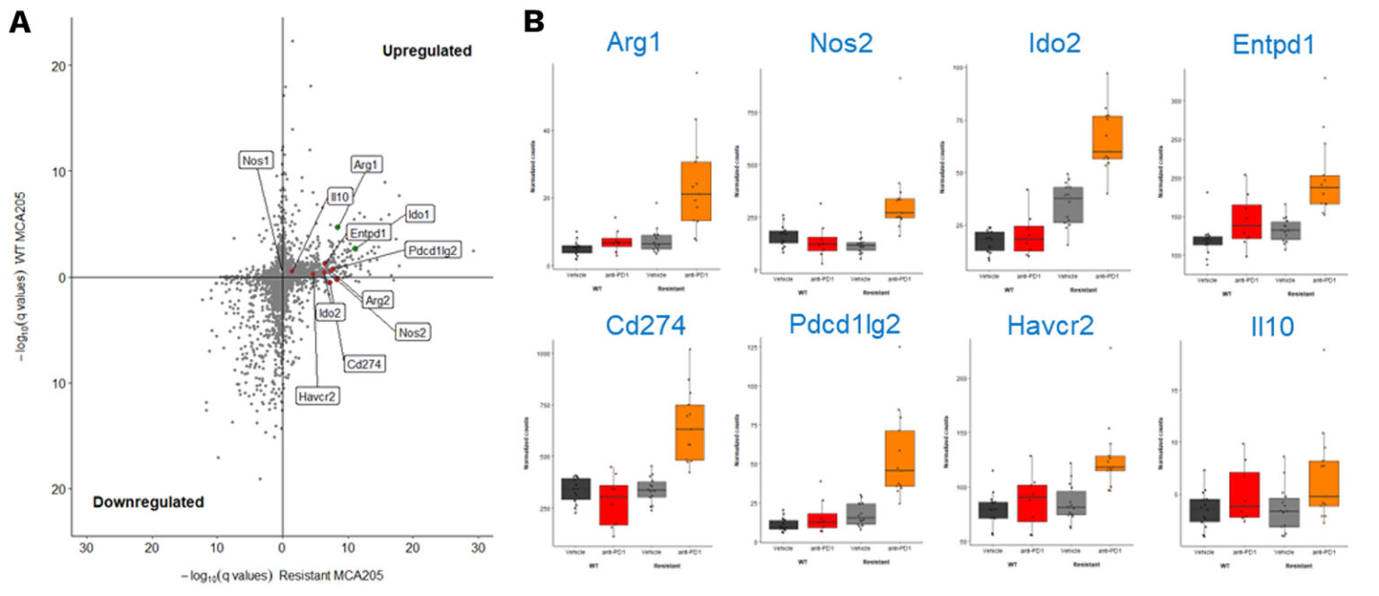 MCA-205 Syngeneic mouse model of Sarcoma I CRO Services