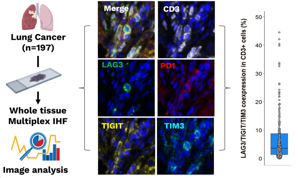 Digital pathology services I Immuno-Oncology CRO I Quantitative ...