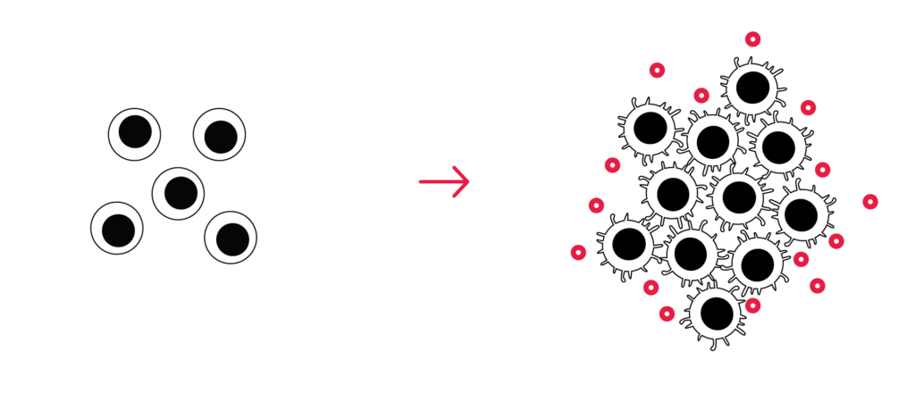 Immune Cell Activations Assays I Immuno-Oncology CRO services
