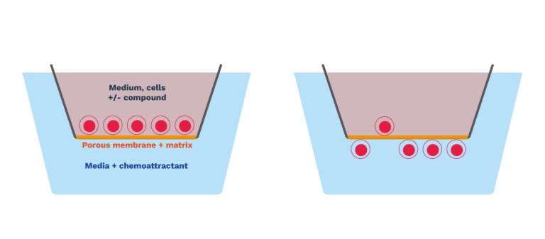 Immune Cell Migration Assays for Cancer Immunotherapies I CRO