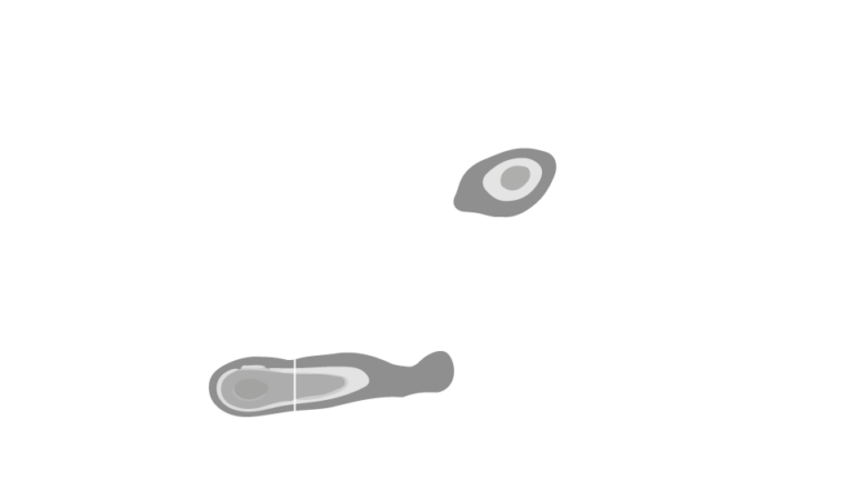 GL261 Syngeneic Mouse Model of Glioblastoma I CRO services