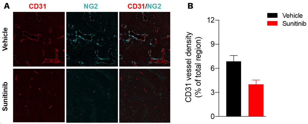 Renca Syngeneic Model of Renal Cancer I Kidney Tumor I CRO