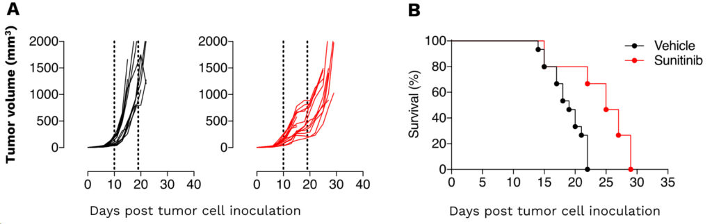 Renca Syngeneic Model of Renal Cancer I Kidney Tumor I CRO