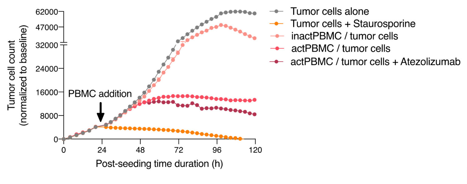 Immune Cell Tumor Killing Assay I T cell cytotoxicity I CRO services