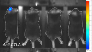 Orthotopic GL261 Glioma Mouse Model To Test Your Immunomodulatory ...