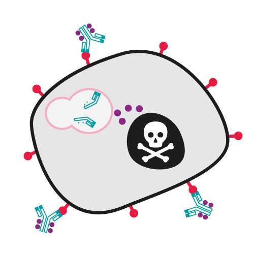 Antibody Drug Conjugate (ADC) Discovery & Proof-of-Concept services
