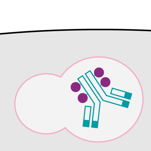 Antibody Drug Conjugate (ADC) Discovery & Proof-of-Concept services