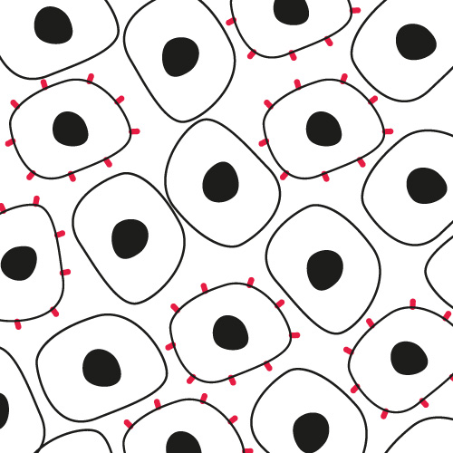 Antibody Drug Conjugate (ADC) Discovery & Proof-of-Concept services